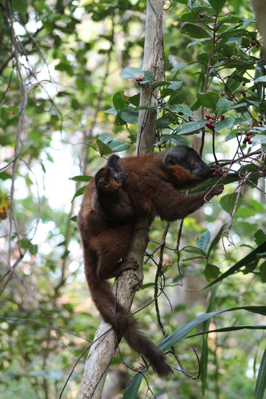 Collared brown lemur Archives – Lemur Conservation Network