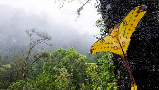 Centre ValBio & the Institute for the Conservation of Tropical ...