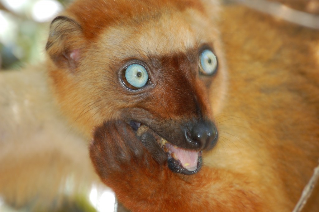 AEECL – Lemur Conservation Network
