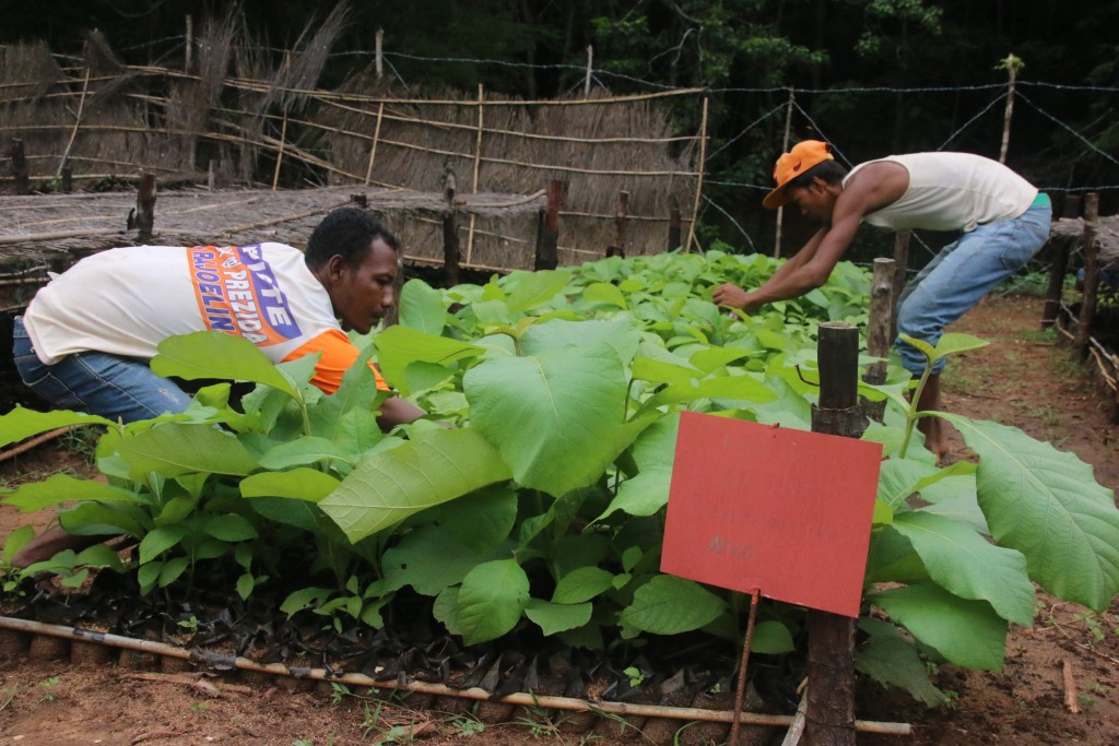 Eden Reforestation Projects – Lemur Conservation Network