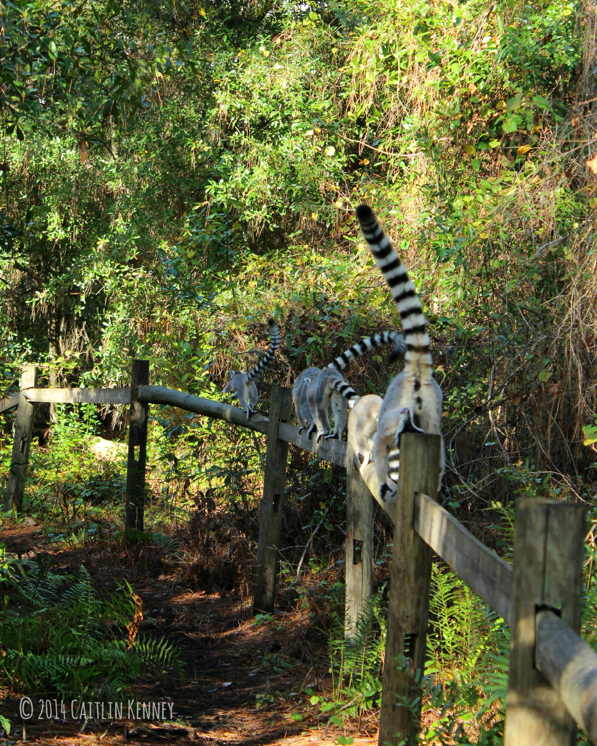 Lemur Conservation Foundation – Lemur Conservation Network