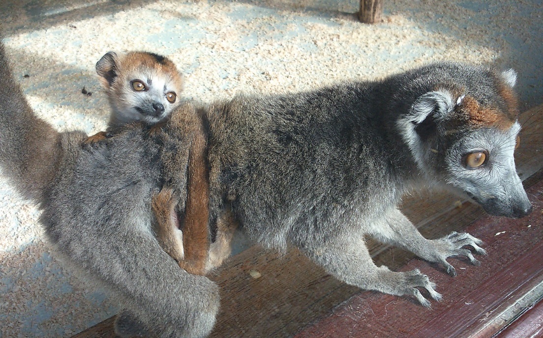 Zookeeper's Notebook: Getting Started as a Volunteer Lemur Keeper ...
