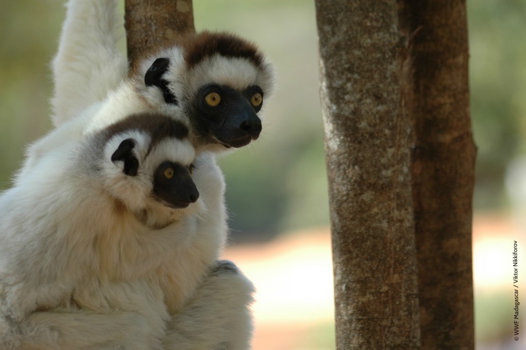 WWF Madagascar – Lemur Conservation Network