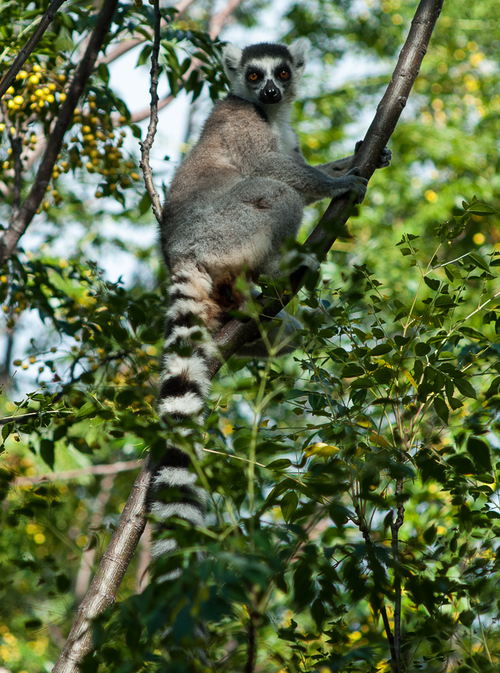 2016 World Lemur Festival Events Calendar – Lemur Conservation Network