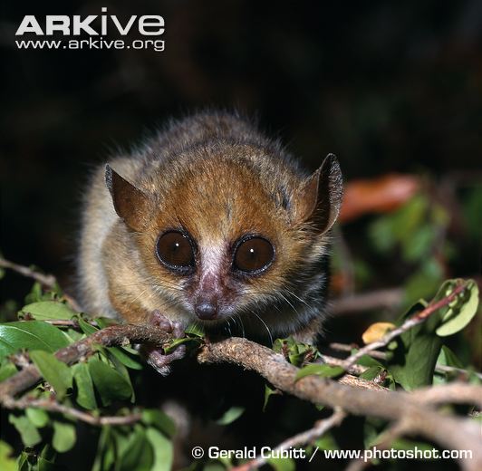 Getting to Know Zoboomafoo – Lemur Conservation Network