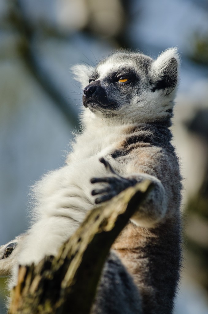 Madagascar: A Guide to Using the Film as an Educational Tool for Lemur ...