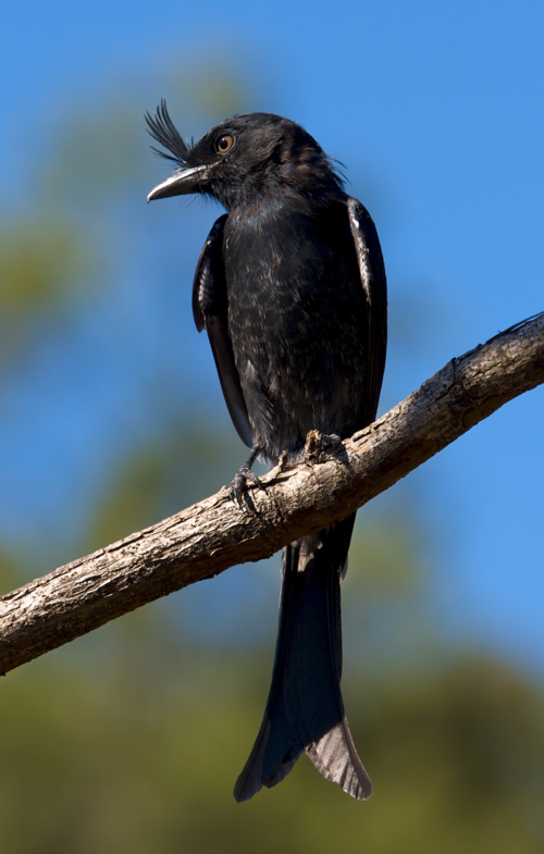 Leading Conservation with Travis Steffens of Planet Madagascar – Lemur ...