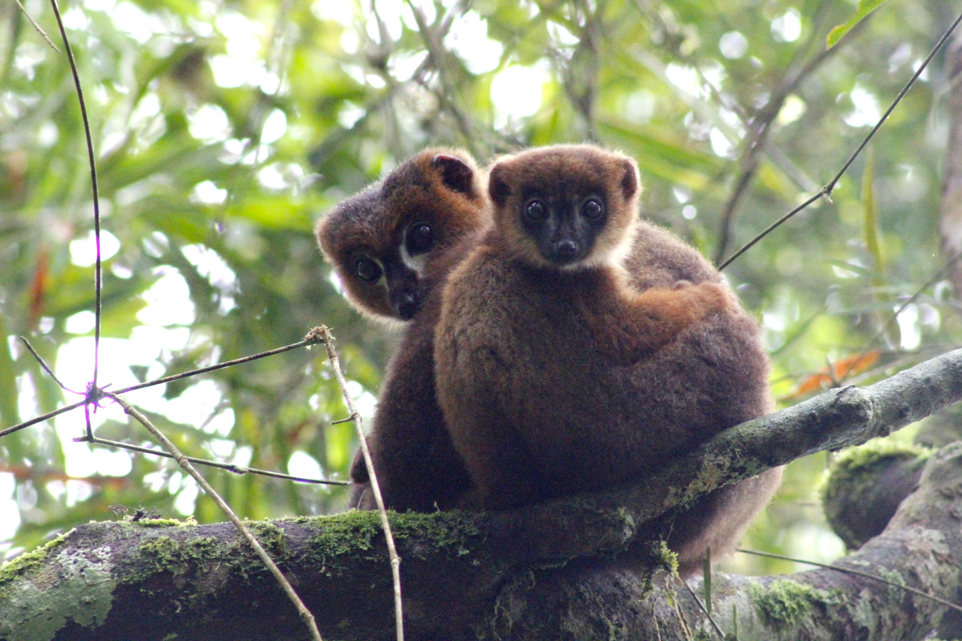 All Brown lemurs Archives – Lemur Conservation Network