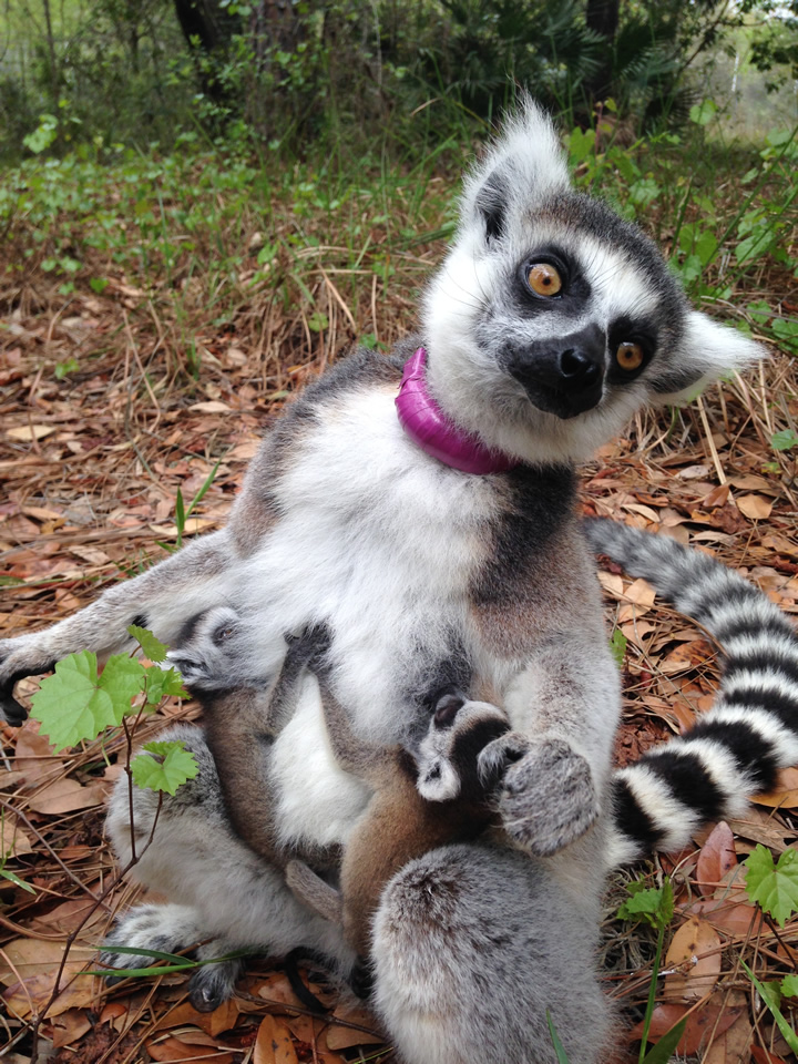 A Visit to the Lemur Conservation Foundation's Lemur Reserve – Lemur ...