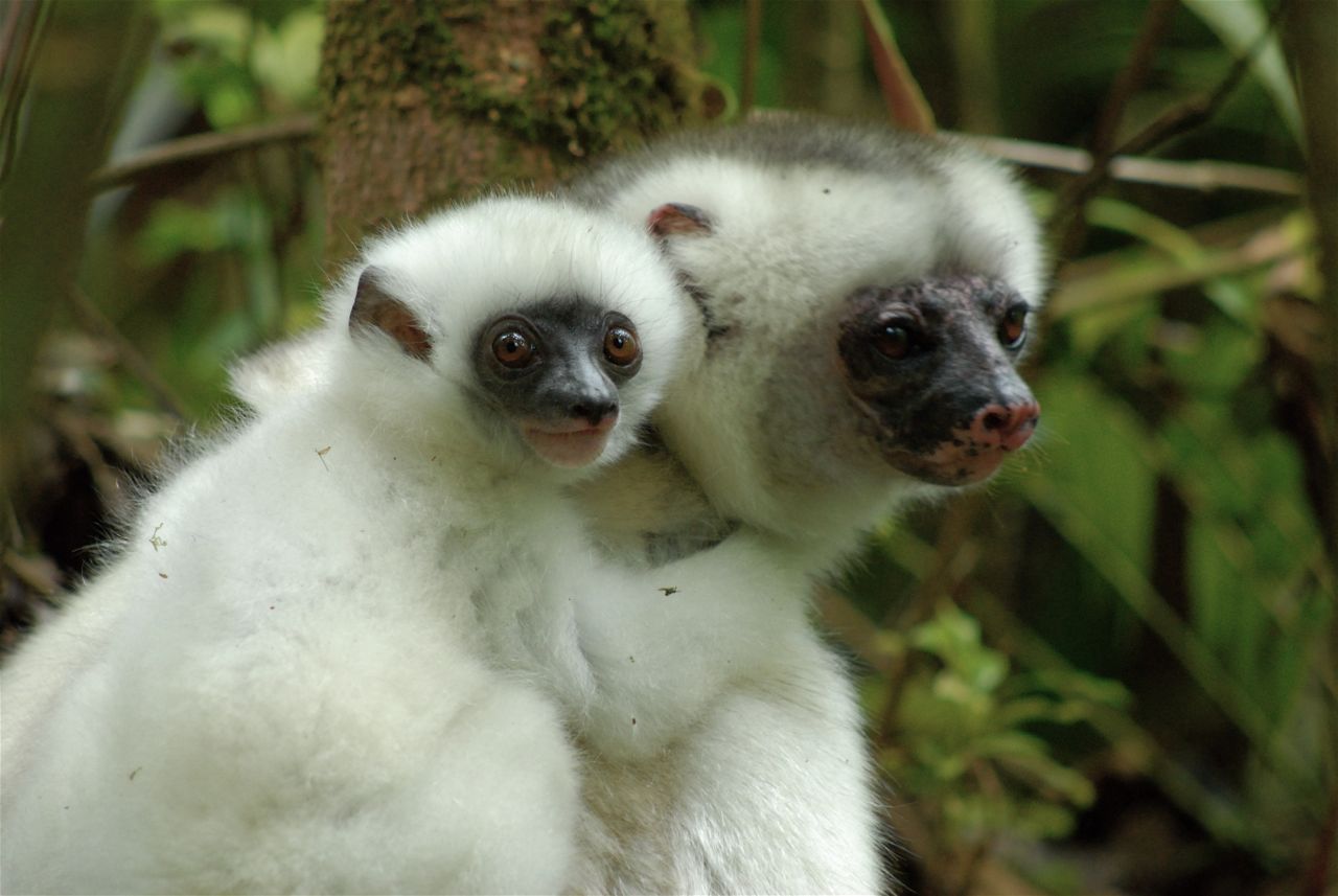The IUCN Red List and the Conservation Status of Lemurs – Lemur ...