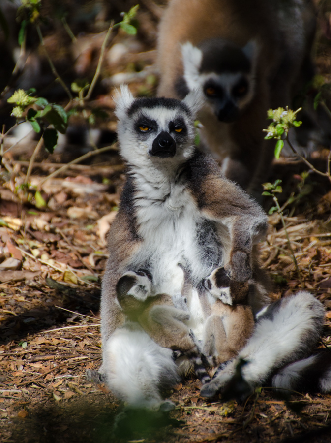 Two new studies indicate that ring-tailed lemurs are threatened with ...