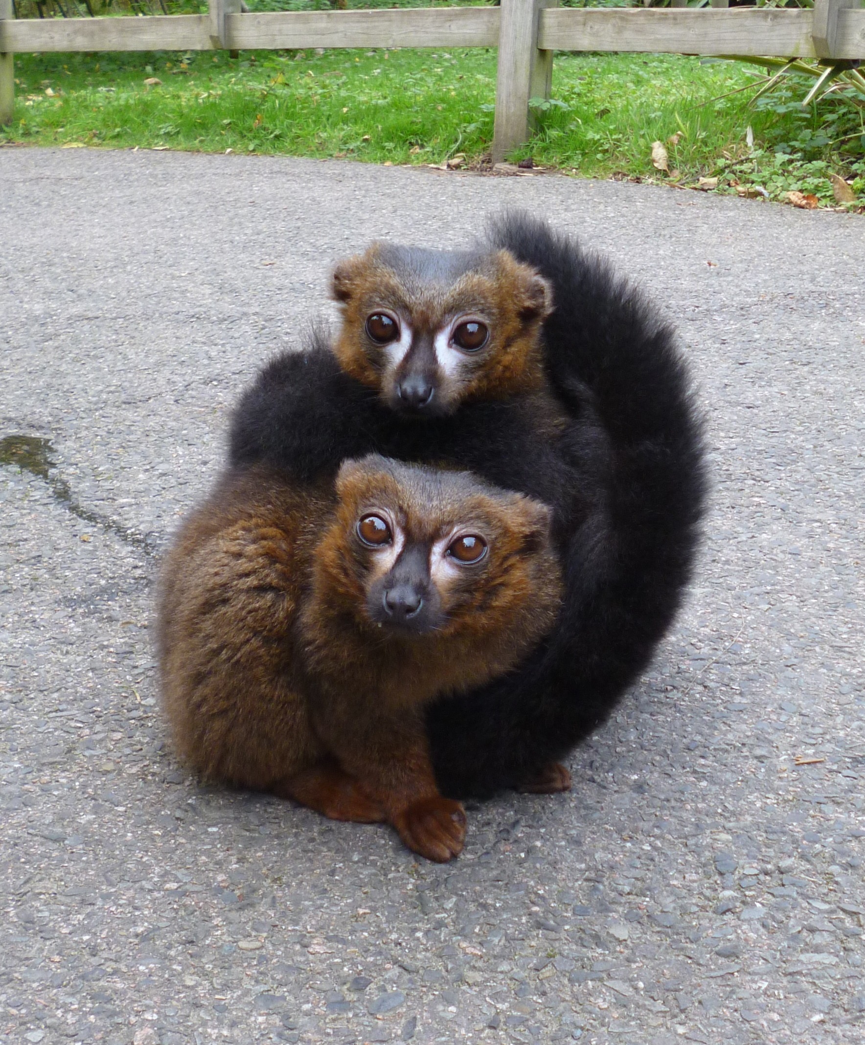 Goodbyes, greetings and a secret from Howletts – Lemur Conservation Network