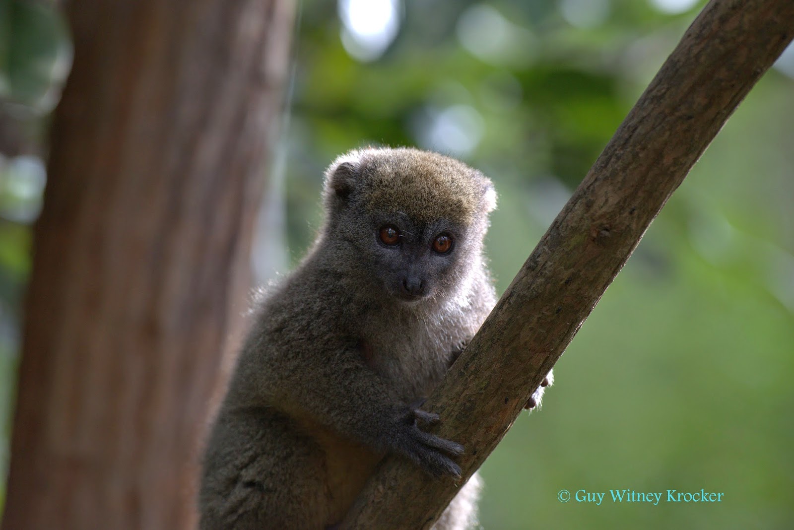 LCN Member of the Month: GERP – Lemur Conservation Network