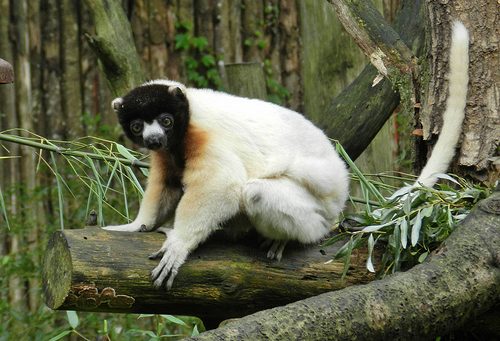 LCN Member of the Month: GERP – Lemur Conservation Network