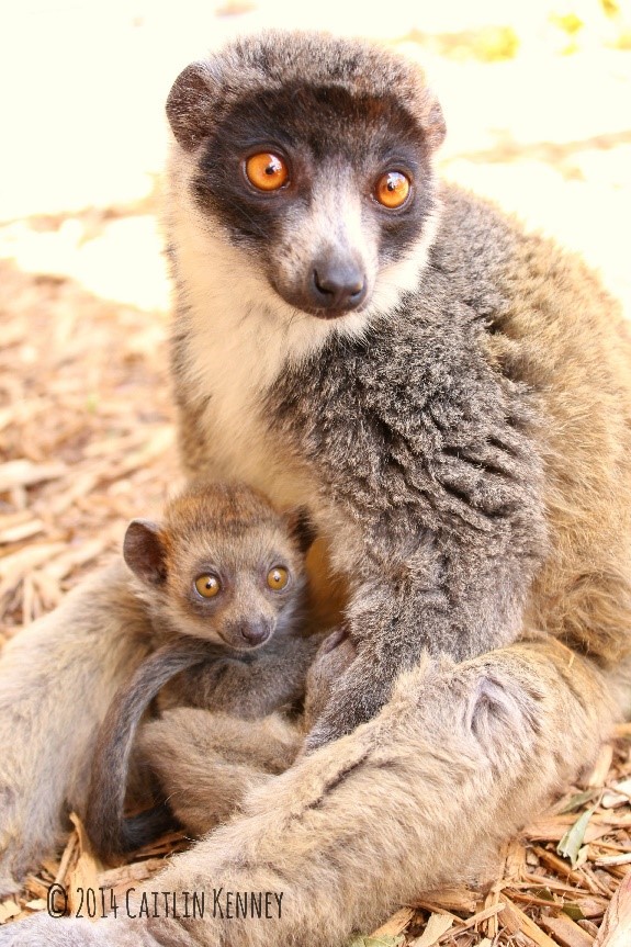 LCN Member of the Month: Lemur Conservation Foundation – Lemur ...