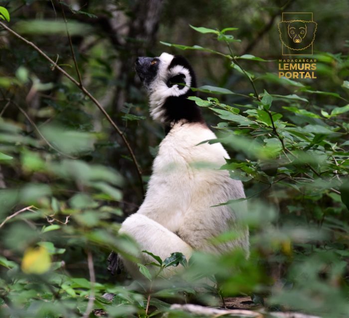 Madagascar Lemurs Portal – Lemur Conservation Network