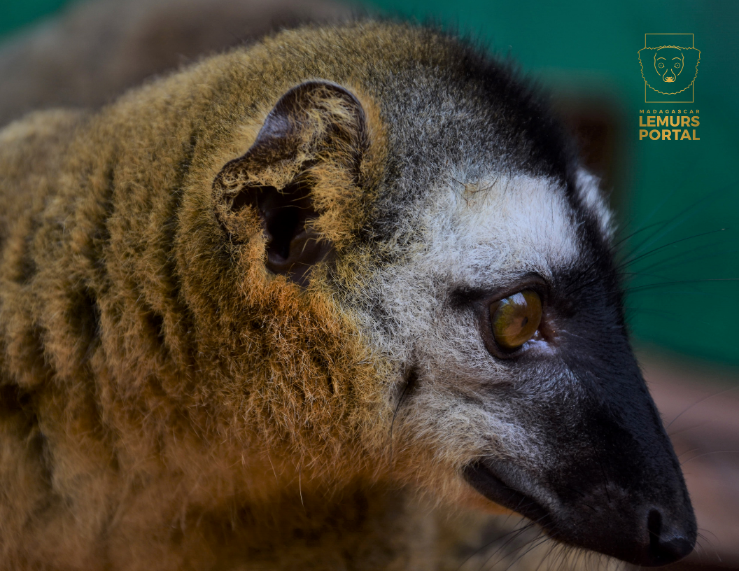 Madagascar Lemurs Portal – Lemur Conservation Network