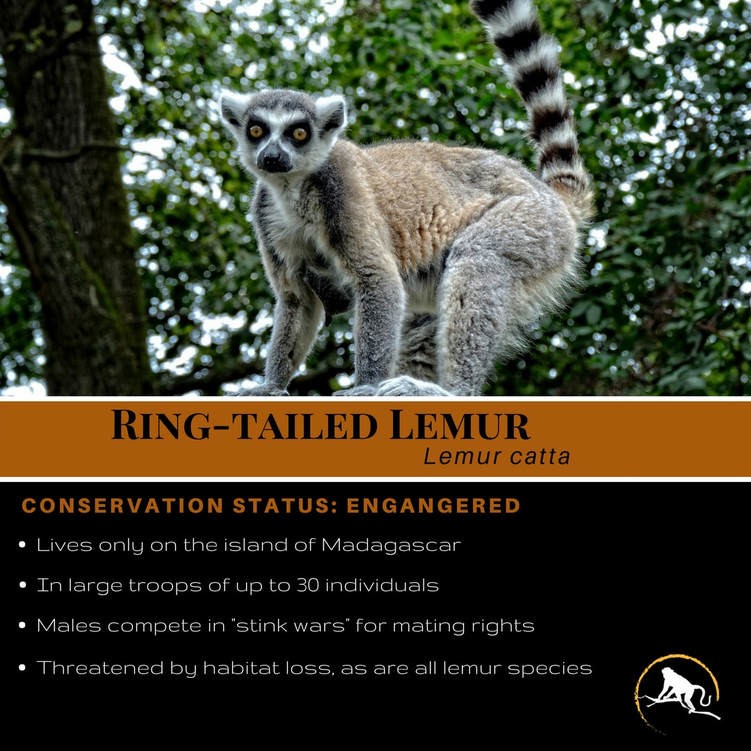 My Endless Love Story with Lemurs and Madagascar – Lemur Conservation ...