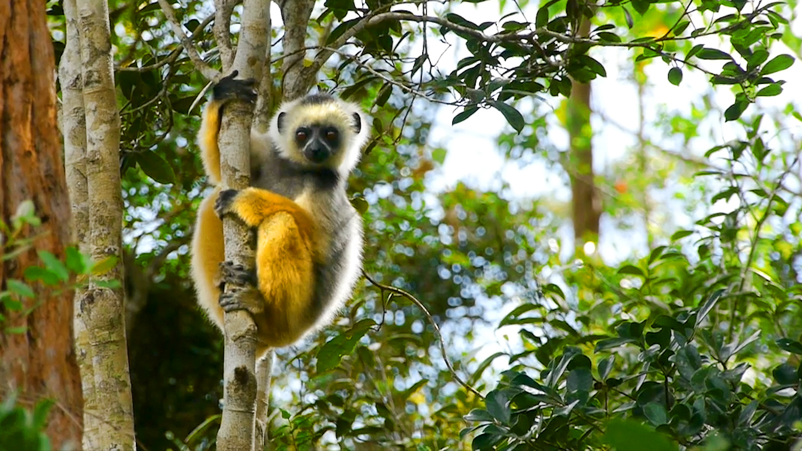 Empower the People to Empower the Lemurs: Talent is Global and ...