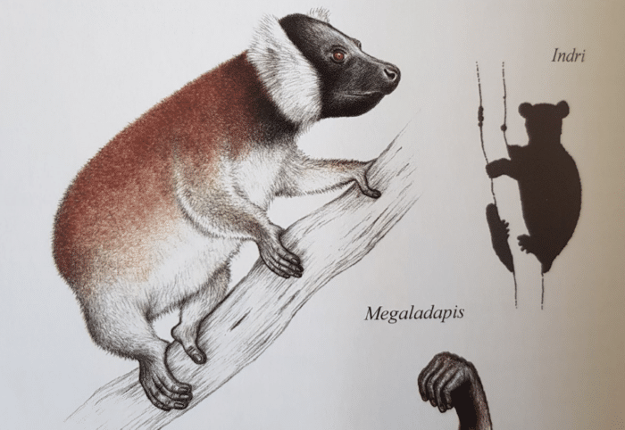 Top 10 Facts About Lemurs – Lemur Conservation Network