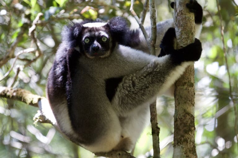 Top 10 Facts About Lemurs – Lemur Conservation Network