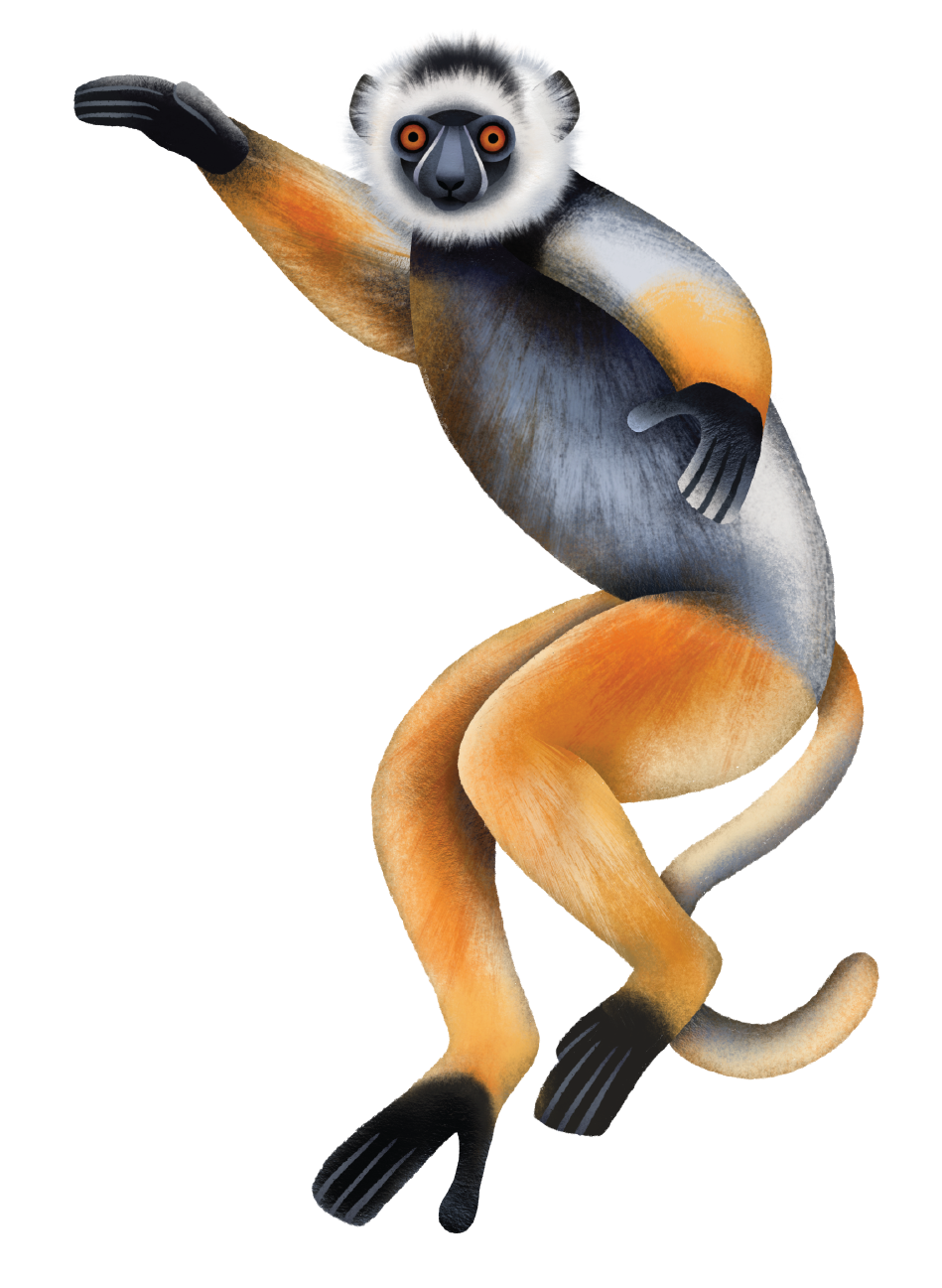 Lemur Fact Sheet: Diademed Sifaka – Lemur Conservation Network