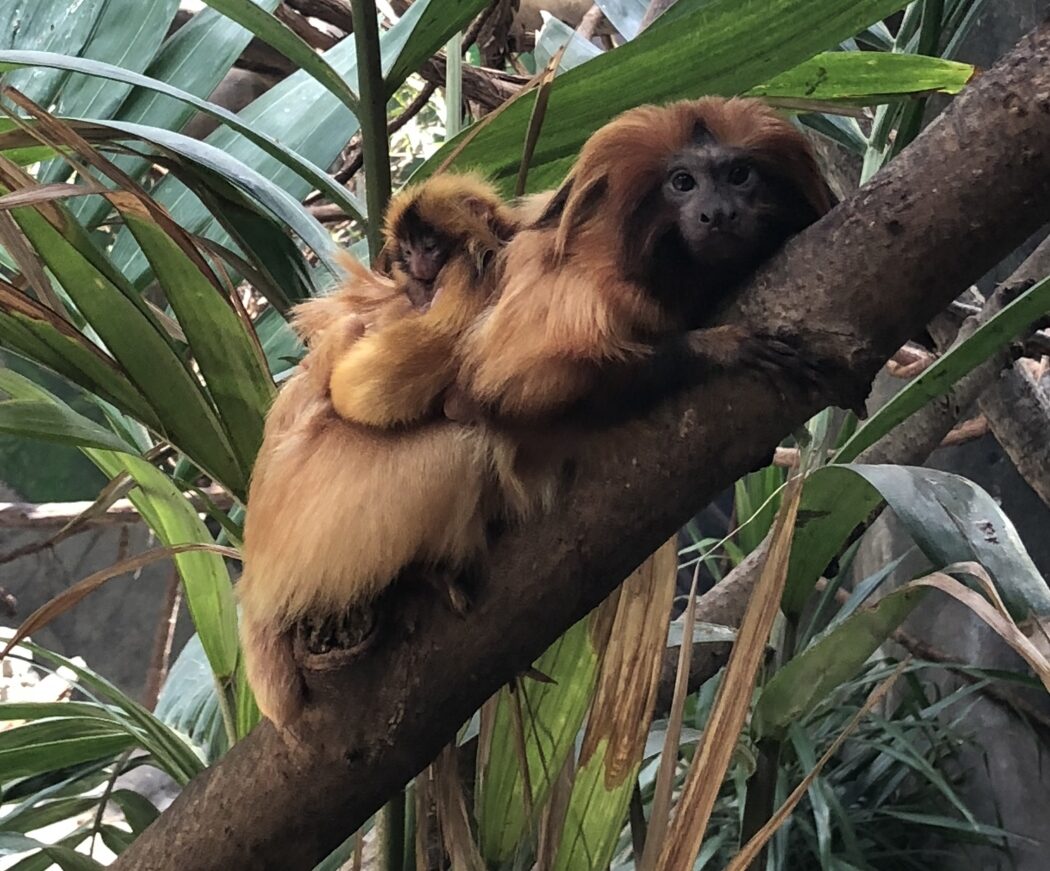 How Zoos Support Wildlife Conservation – Lemur Conservation Network