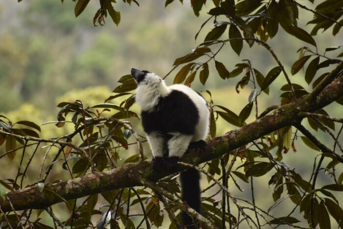Science Corner: Genetic Diversity of Ruffed Lemurs and Its Impact on ...
