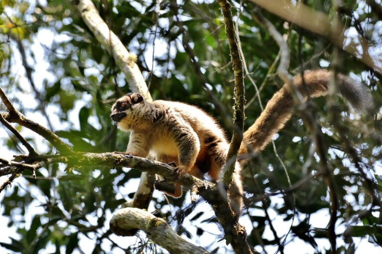 Aprende Sobre Los Lémures en Español – Lemur Conservation Network