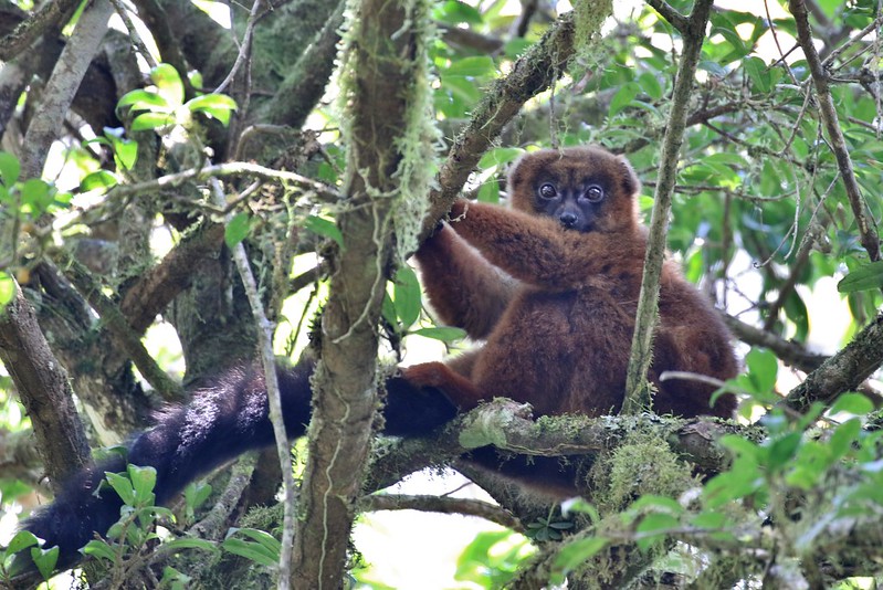 12 Fun Facts about Lemurs from #FunFactFriday – Lemur Conservation Network