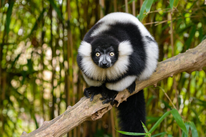 Science Corner: Genetic Diversity of Ruffed Lemurs and Its Impact on ...