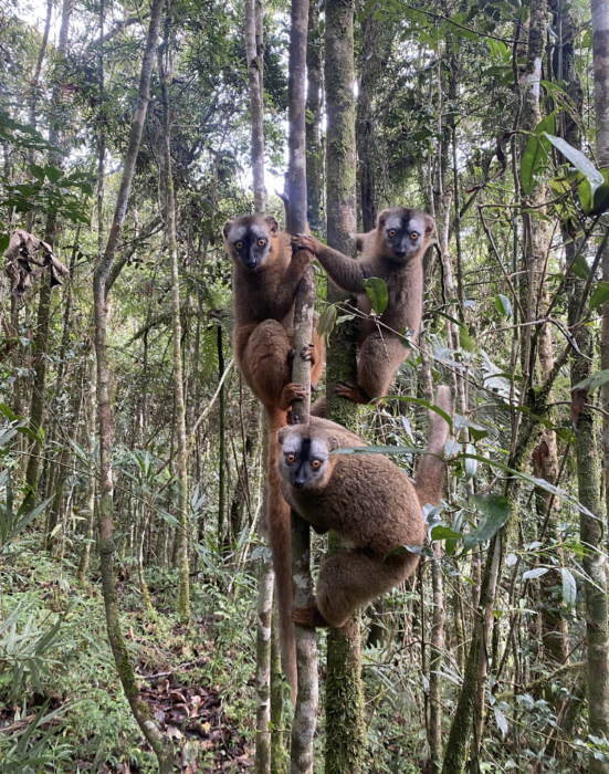 On the Ground in Madagascar with Mariah Donohue – Lemur Conservation ...