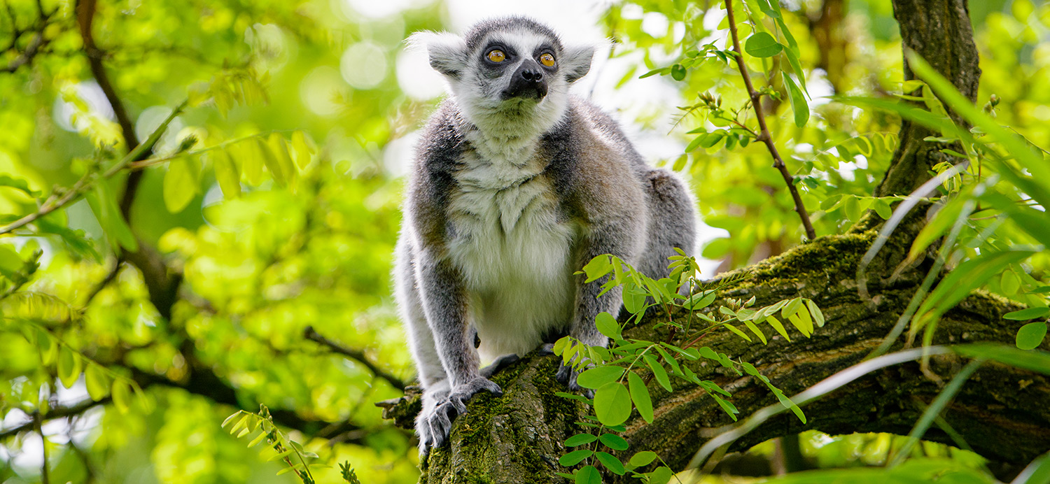 Home – Lemur Conservation Network
