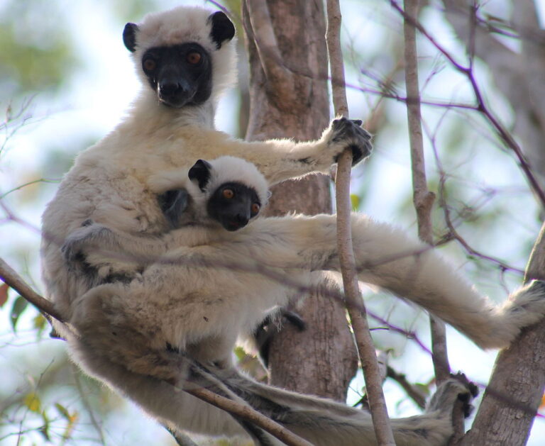 Learn about Lemurs – Lemur Conservation Network