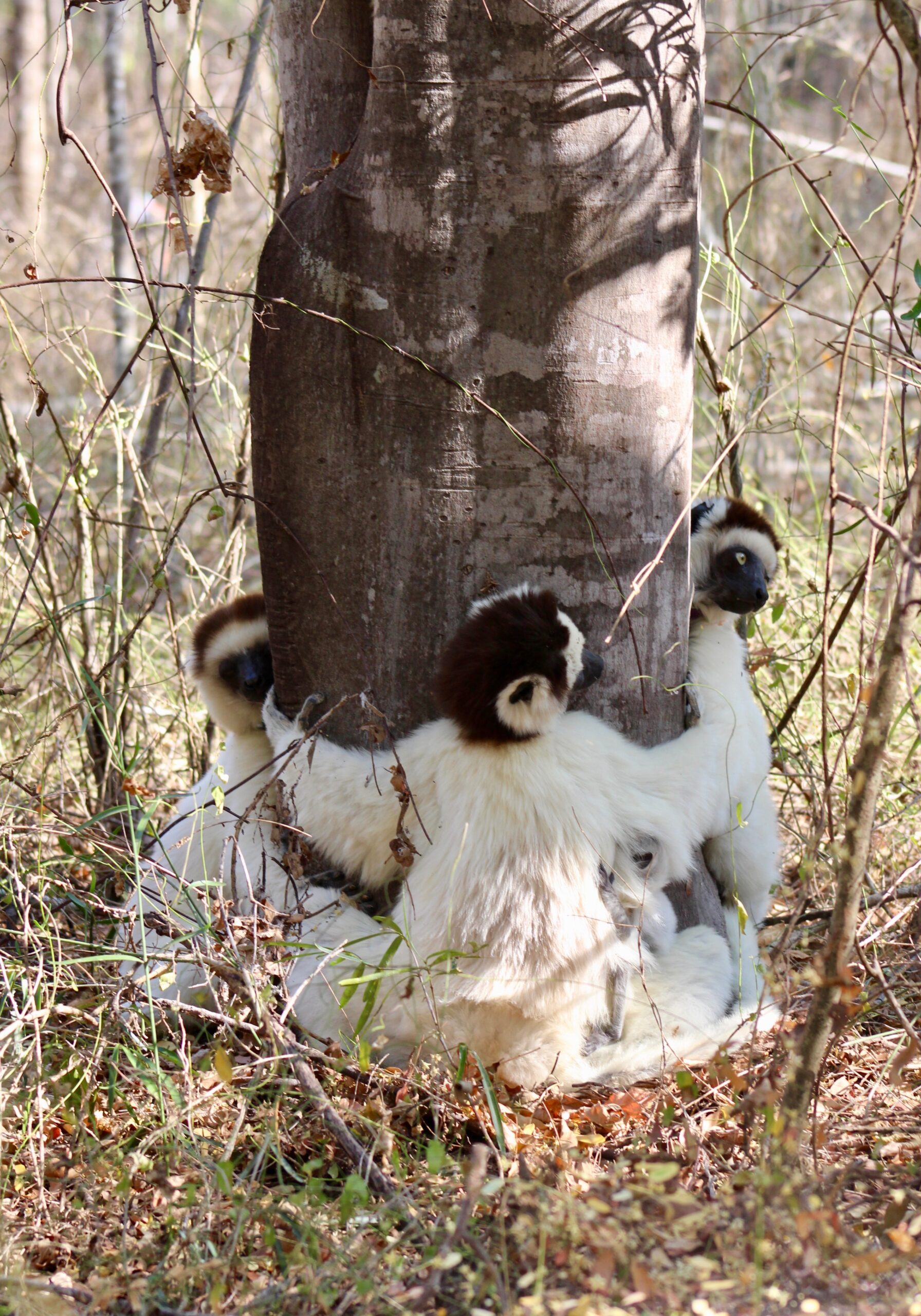 The Story of the 2021 World Lemur Festival Logo – Lemur Conservation ...