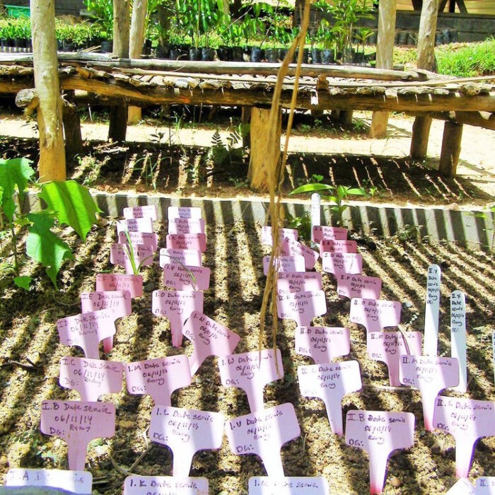 Green Again Madagascar – Lemur Conservation Network