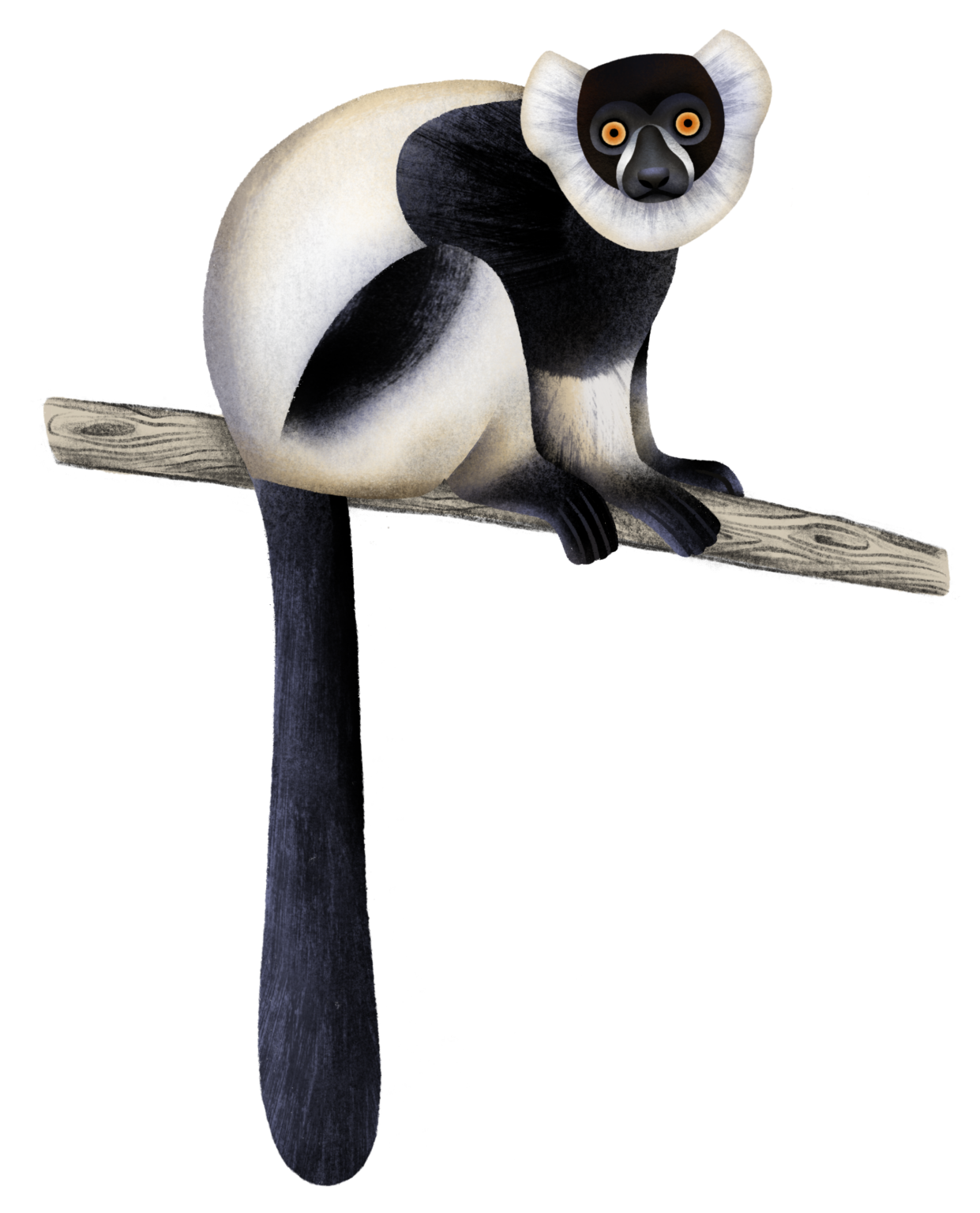 Lemur Fact Sheet: Black and White Ruffed Lemur – Lemur Conservation Network