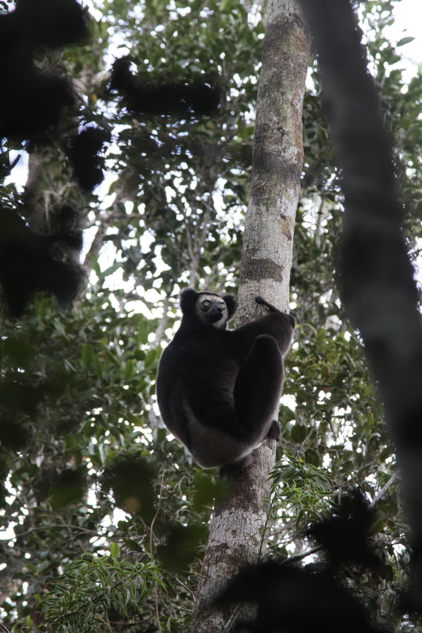 Wildlife Madagascar – Lemur Conservation Network