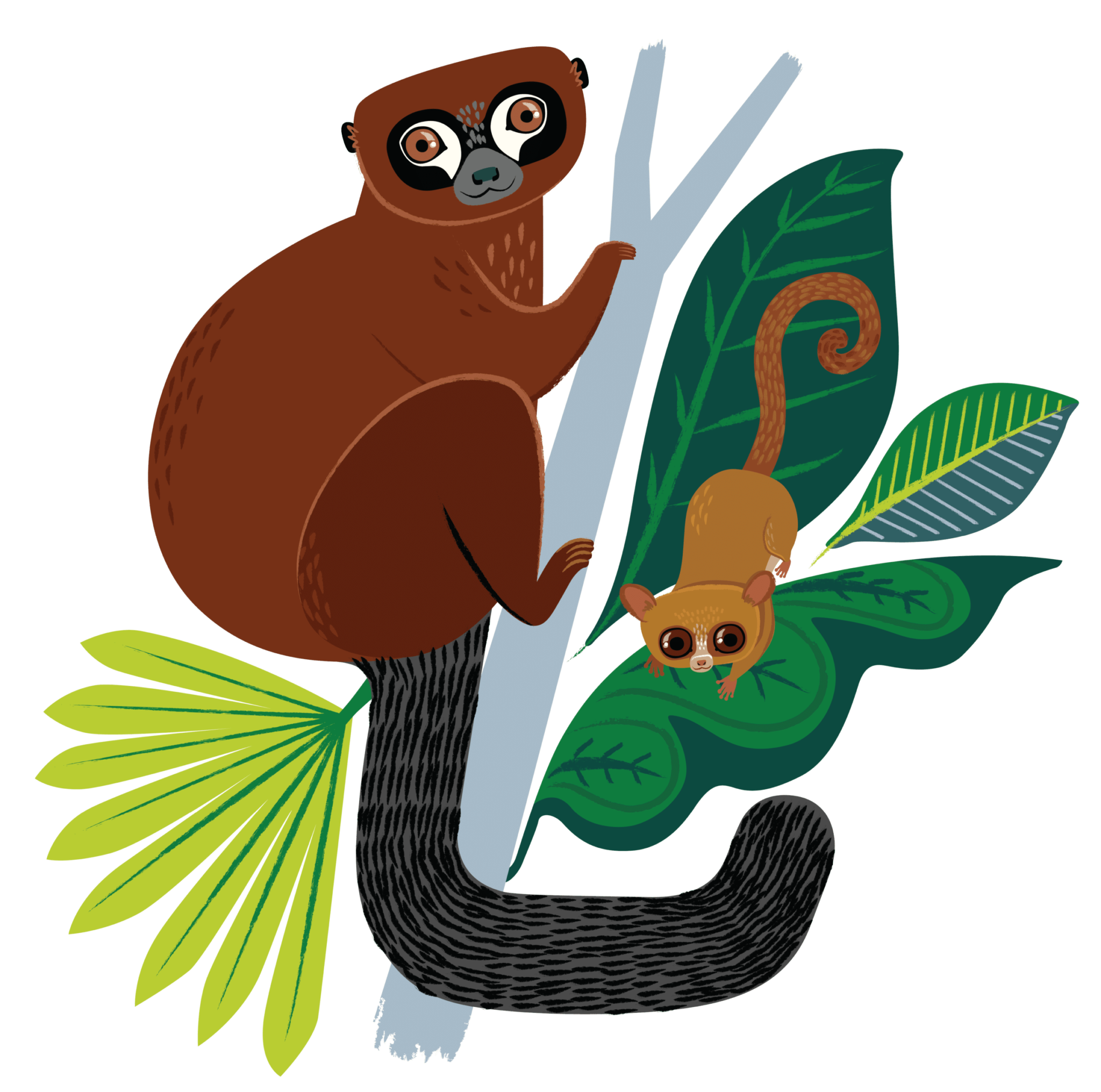 Lemur Fact Sheet: Red-Bellied Lemurs – Lemur Conservation Network