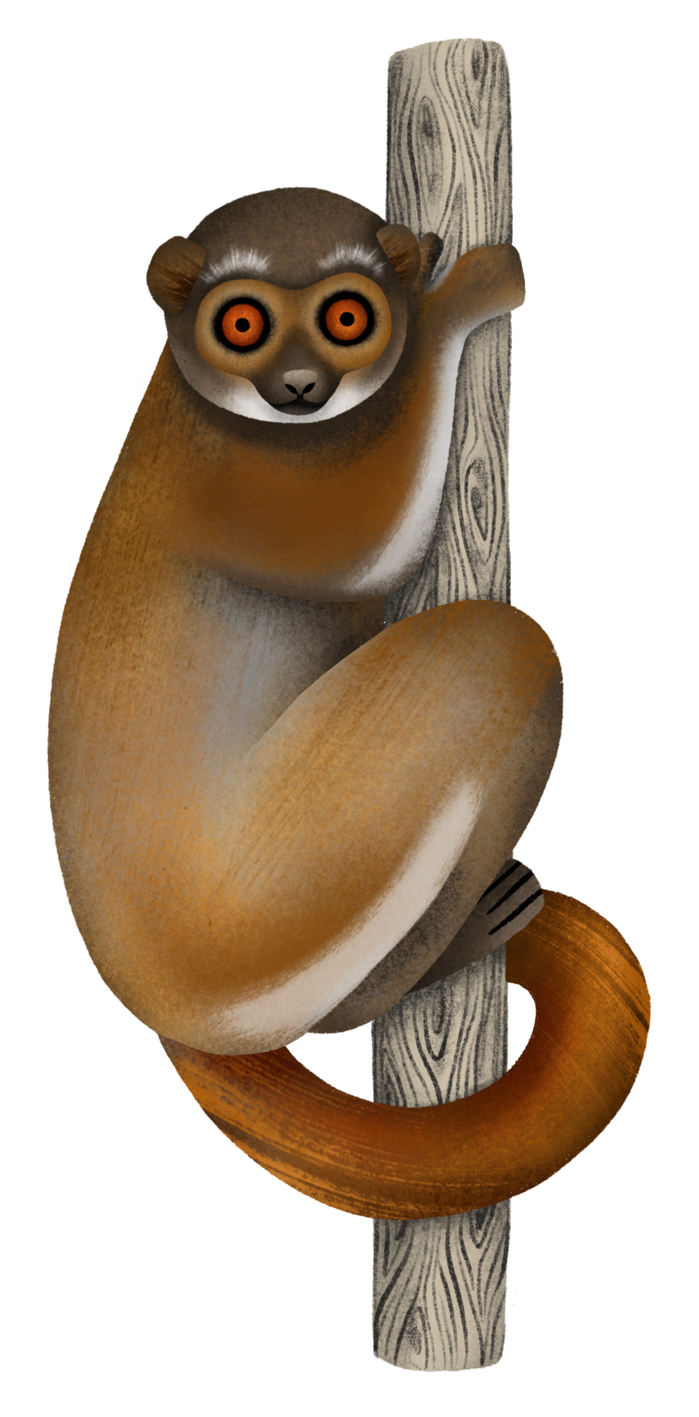 Lemur Fact Sheets: Eastern Woolly Lemur – Lemur Conservation Network