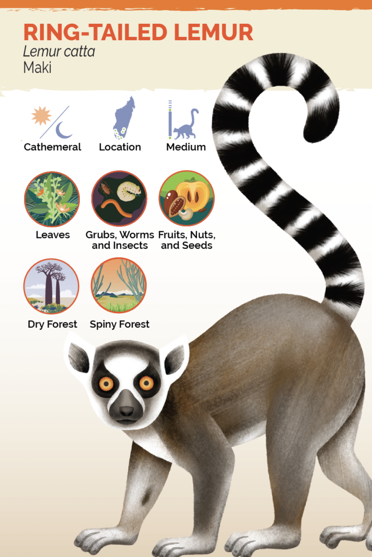 Lemurs! Card Games – Lemur Conservation Network