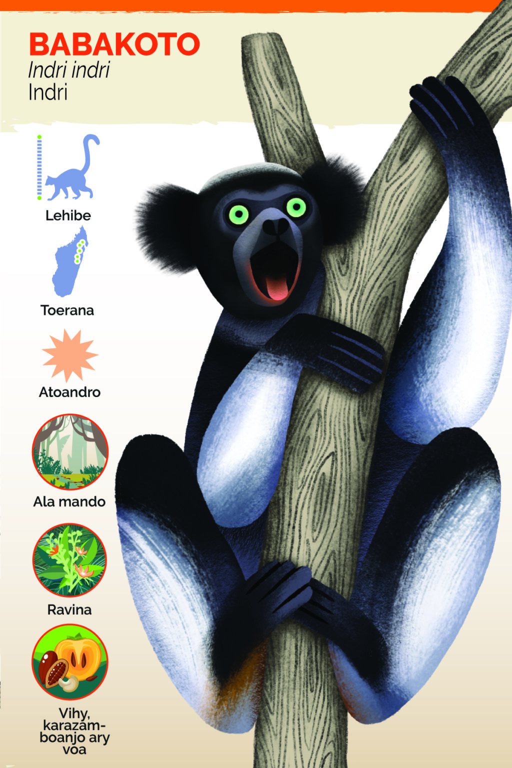 Lemurs! Card Games – Lemur Conservation Network