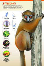 Lemurs! Card Games – Lemur Conservation Network