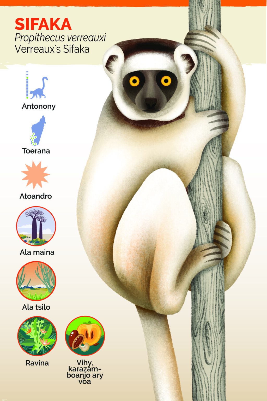 Lemurs! Card Games – Lemur Conservation Network