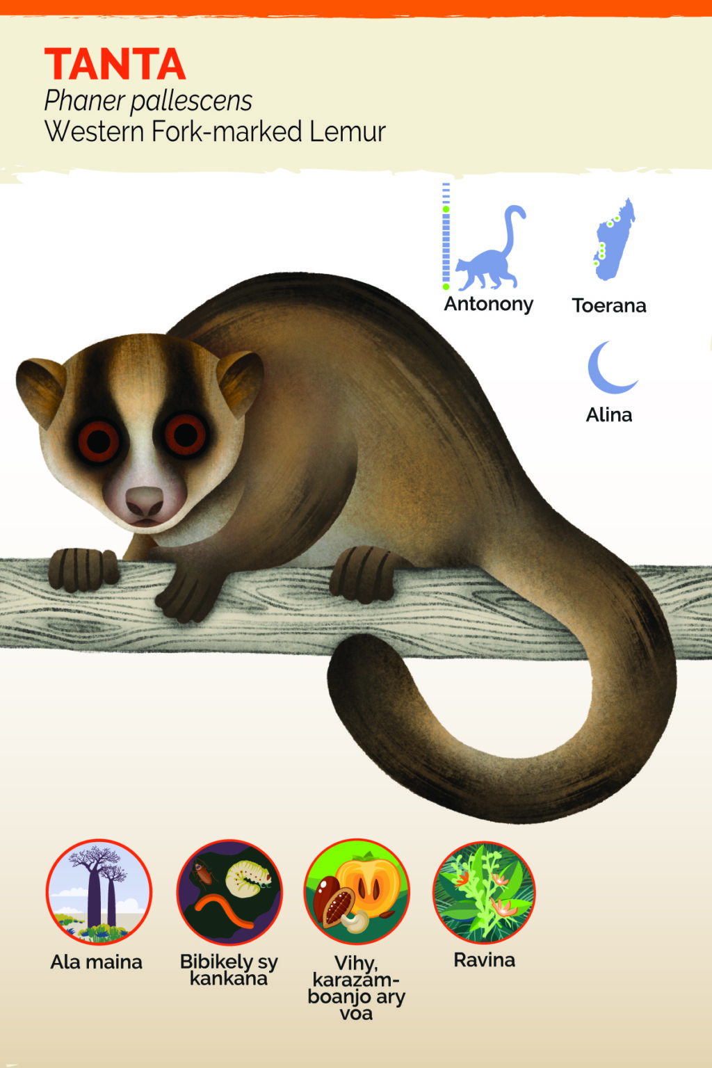 Lemurs! Card Games – Lemur Conservation Network