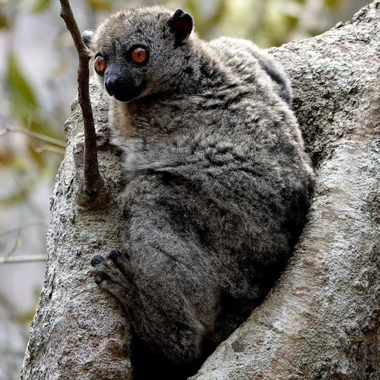12 Fun Facts about Lemurs from #FunFactFriday – Lemur Conservation Network