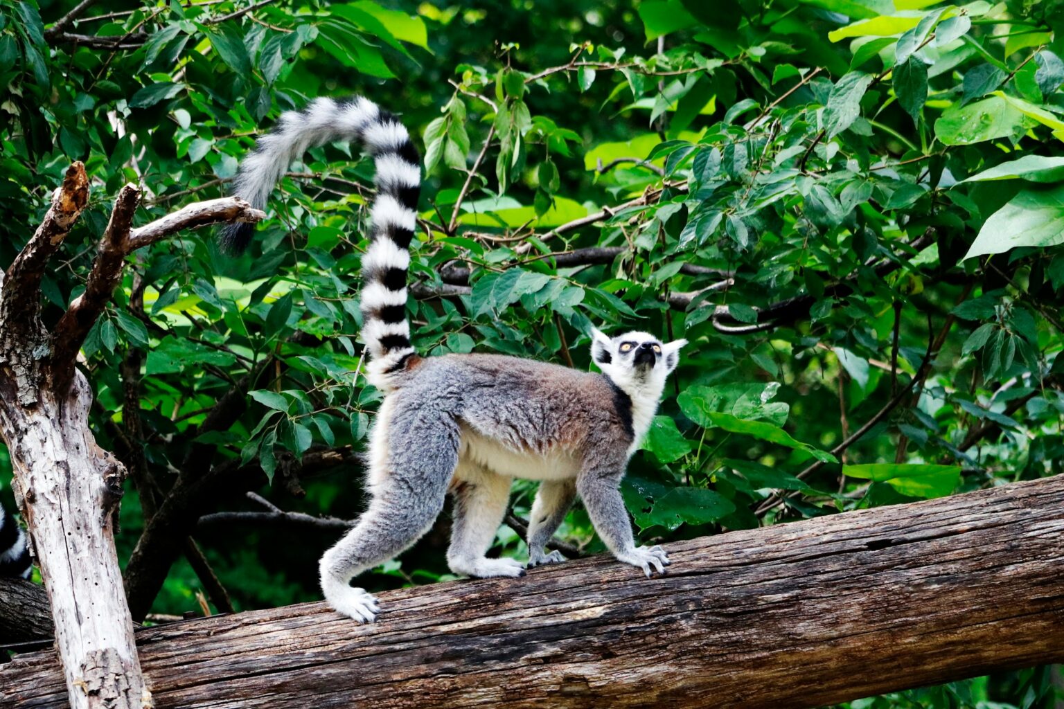 12 Fun Facts about Lemurs from #FunFactFriday – Lemur Conservation Network