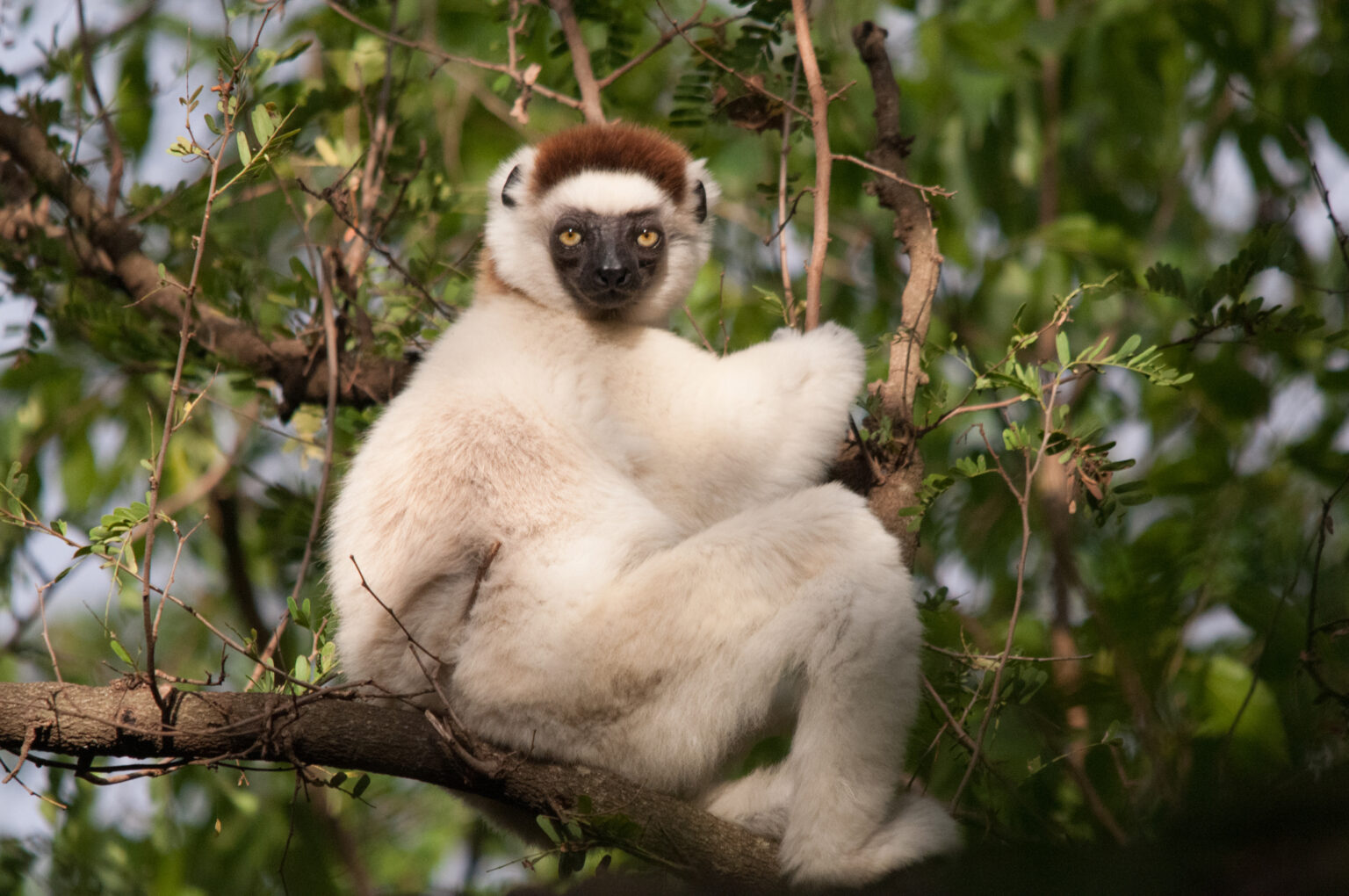 12 Fun Facts about Lemurs from #FunFactFriday – Lemur Conservation Network