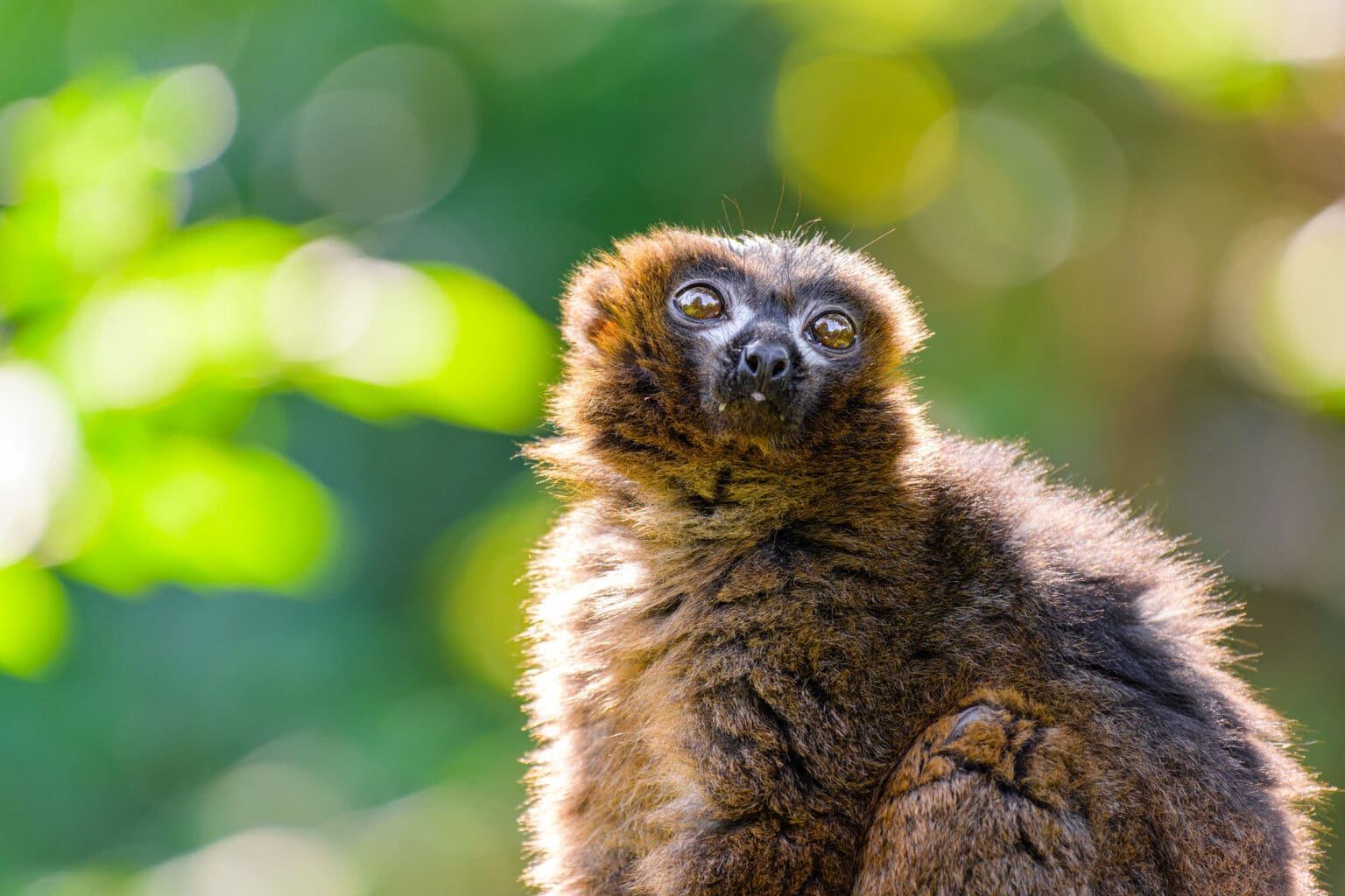 12 Fun Facts about Lemurs from #FunFactFriday – Lemur Conservation Network