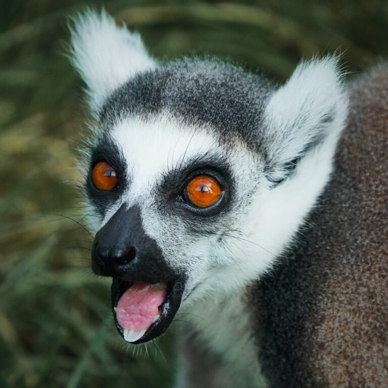 12 Fun Facts about Lemurs from #FunFactFriday – Lemur Conservation Network
